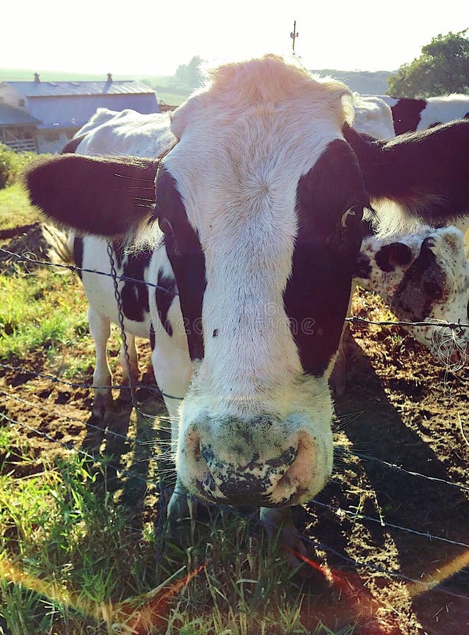 Early Riser stock image. Image of dairy, early, farm - 92311747