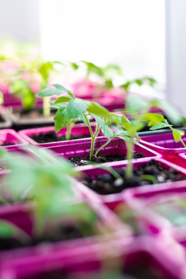 Early Seedling , Grown from Seeds in Cups at Home on the Windowsill ...