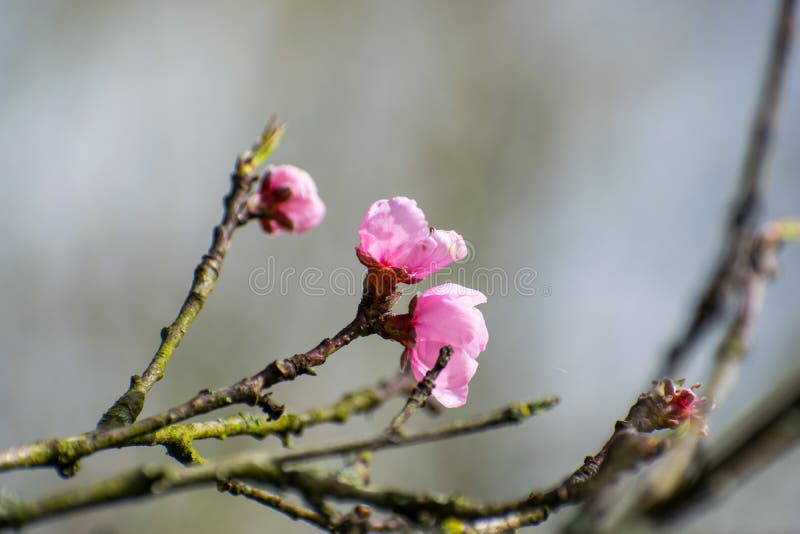 The Early Signs of Spring stock image. Image of flower - 227160675