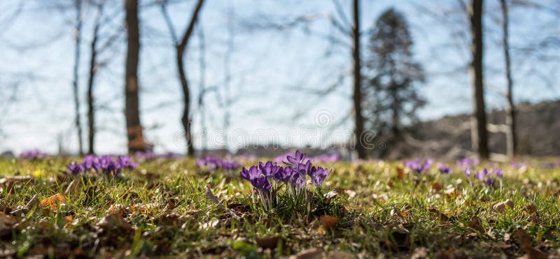 Early Signs of Spring stock image. Image of growth, season - 68793905
