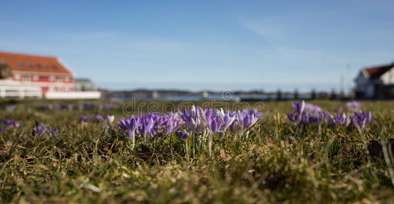 Early Signs of Spring stock image. Image of seasonal - 68793935