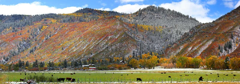 Early snow stock photo. Image of yellow, colorful, pine - 34523748