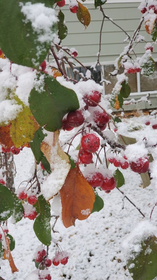 Early Snow with Fall Still on Trees Stock Photo - Image of fall, still ...