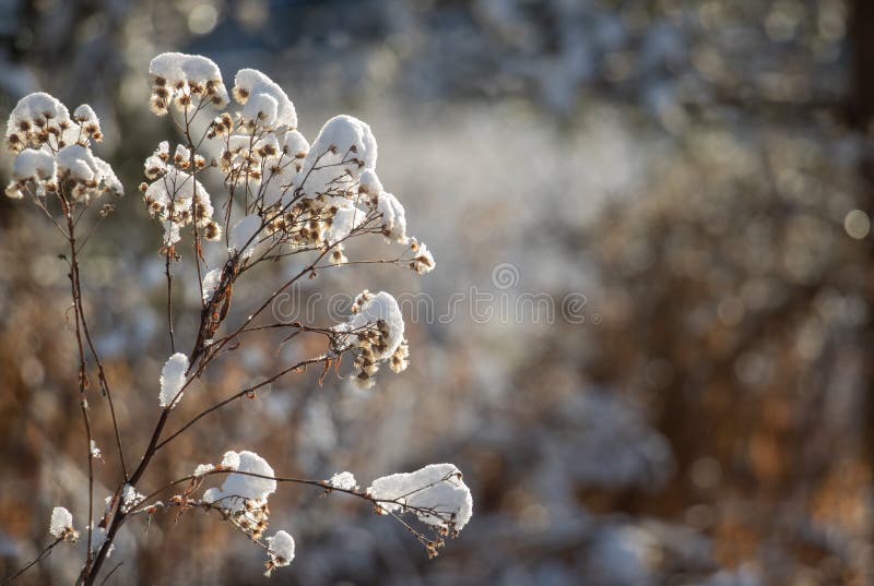 Early Snowfall in the Forest Stock Photo - Image of bokeh, season ...