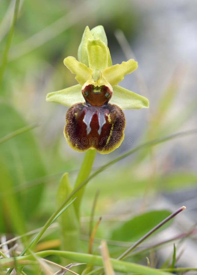 Early Spider Orchid stock image. Image of purbeck, portrait - 54258283