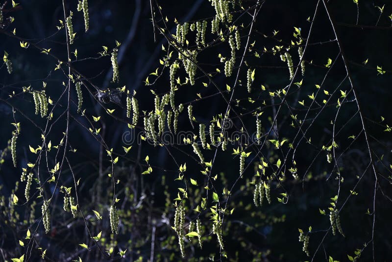 Early Spiketail Flowers. Dioecious Deciduuous Shrub Stock Image - Image ...