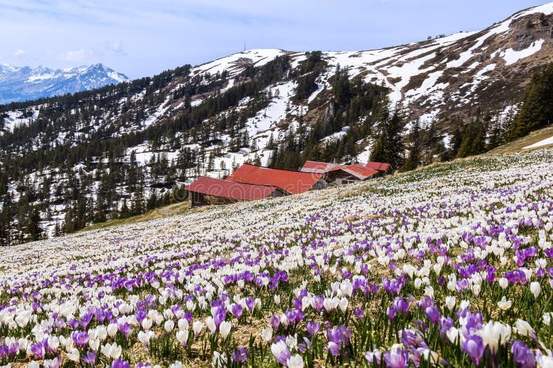 Early Sping on the Alps Mountain with the First Blooming Wild Crocus ...