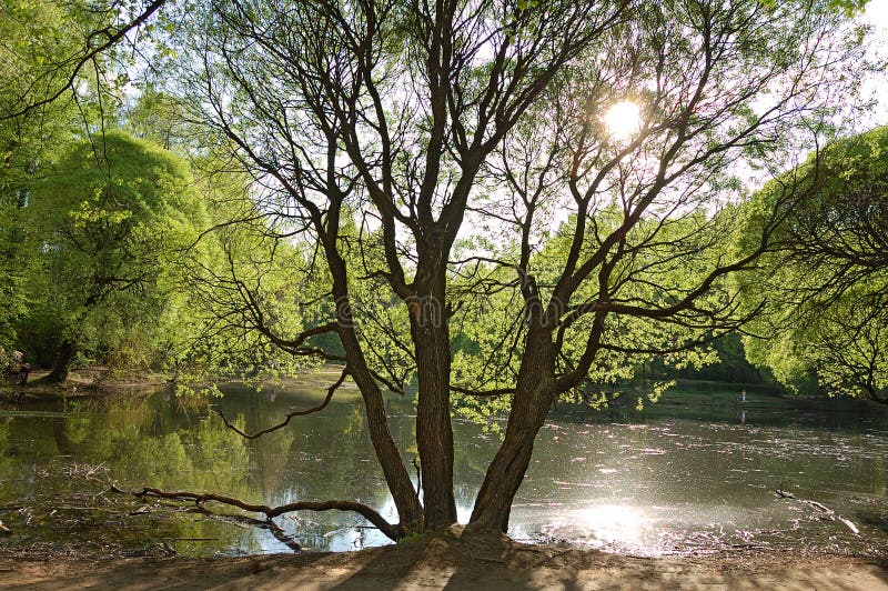 Early spring stock image. Image of leaf, branchy, garden - 12049121