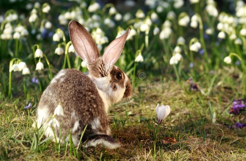 Early spring stock photo. Image of peep, herbivore, distrustful - 12863314