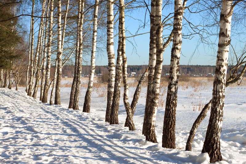 Early spring stock photo. Image of winter, snow, birch - 13444692