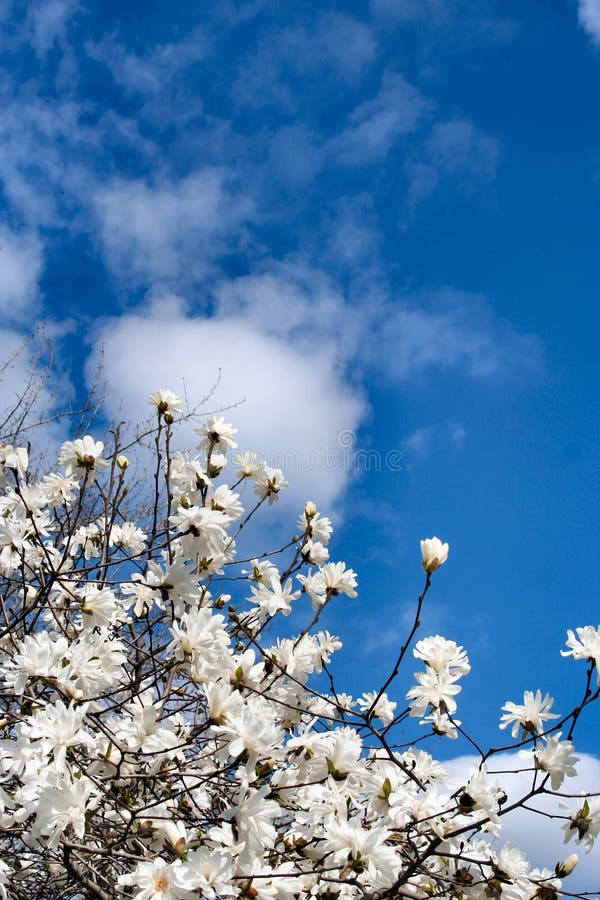 Early Spring stock photo. Image of purple, pretty, plant - 653732