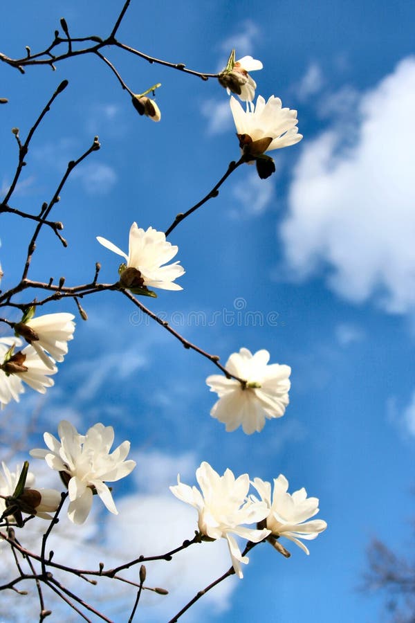 Early Spring stock image. Image of season, gardens, eden - 653735