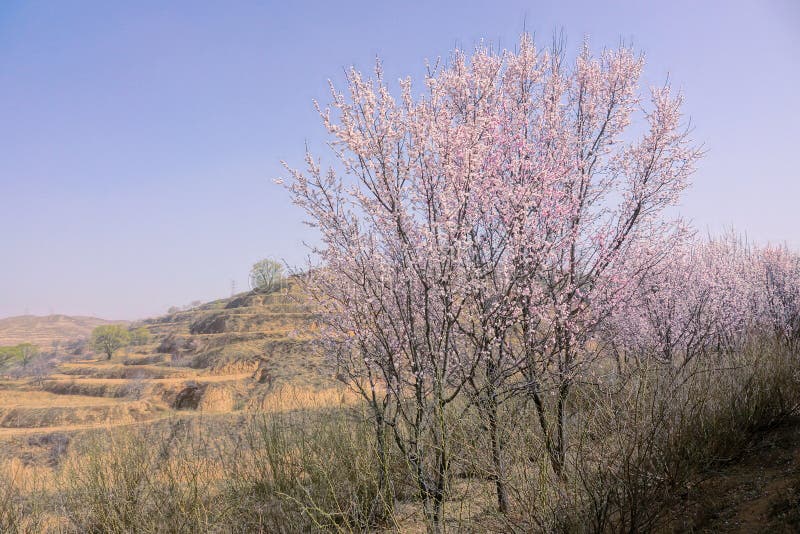 Early Spring Apricot Forest Stock Image - Image of mountain, hills ...