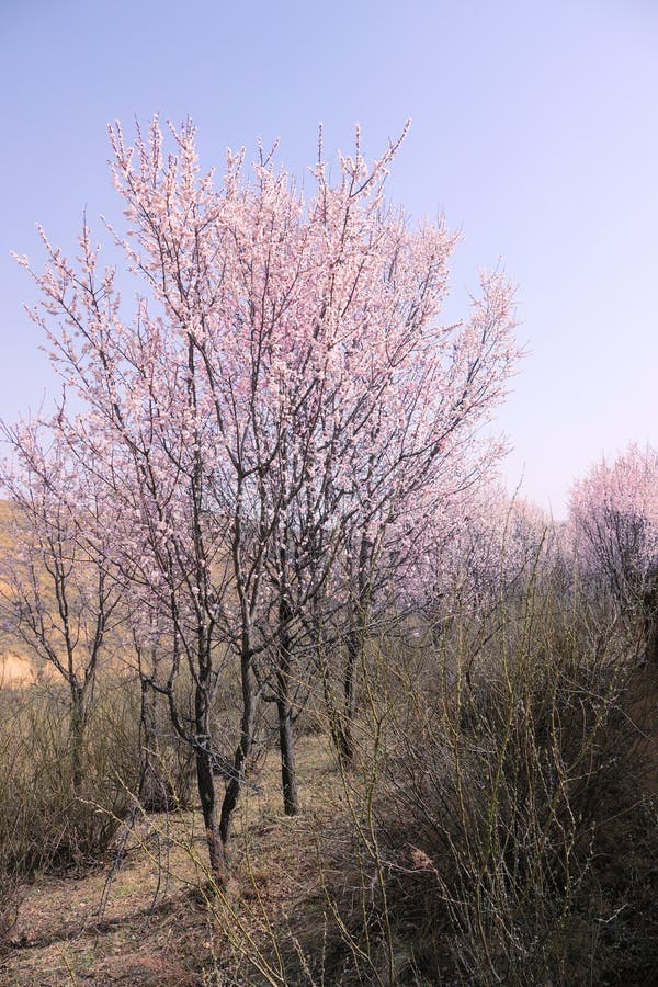 Early Spring Apricot Forest Stock Photo - Image of blossom, tree: 179378870