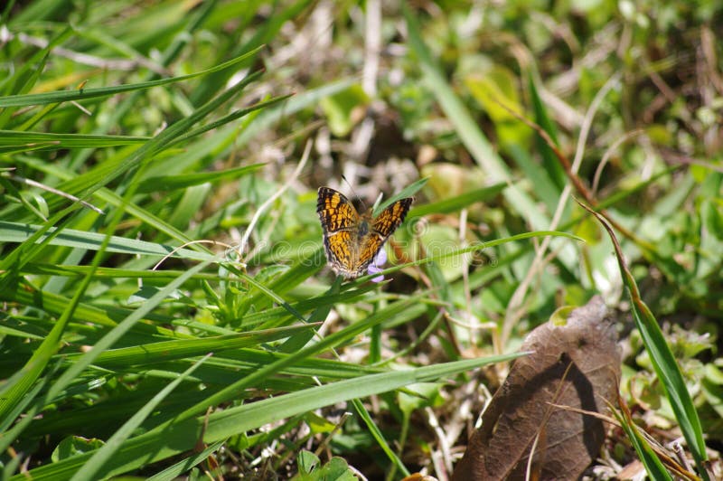 Early spring arrival stock image. Image of arthropod - 273502277