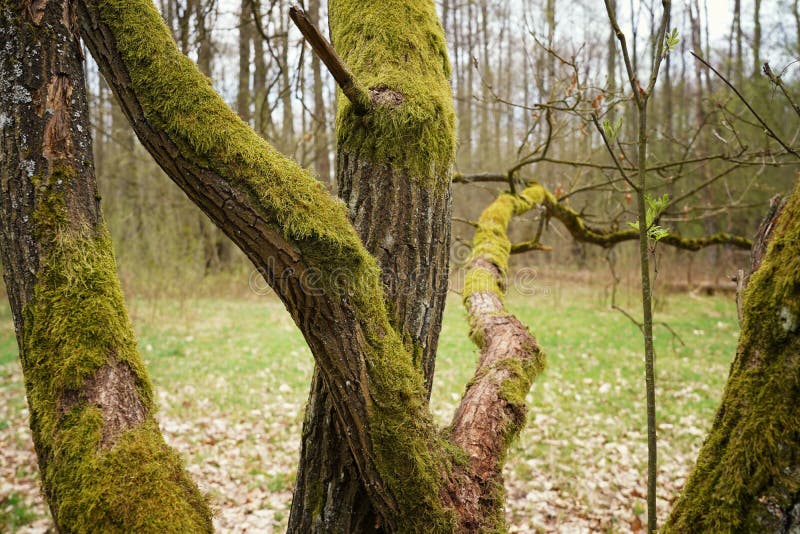 Early Spring at Biebrza, a Tree Covered with Moss Stock Image - Image ...
