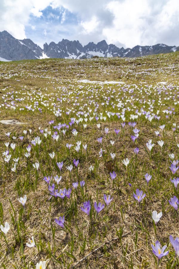 Early Spring Blooming Meadow with Crocus in Alps, Italy Stock Photo ...