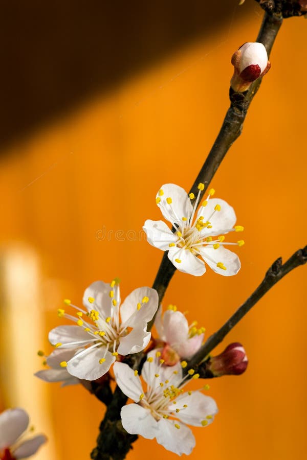 Early Spring Blossom from the Prunus Aremeniaca Tree or Apricot ...