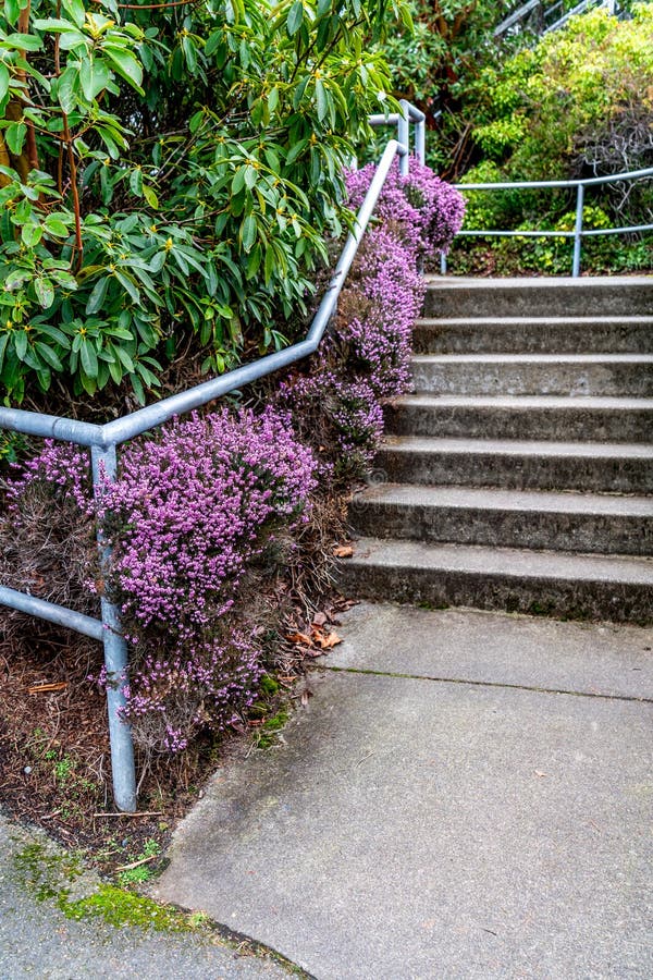 Early Spring Blossoms 3 stock image. Image of washington - 363970395