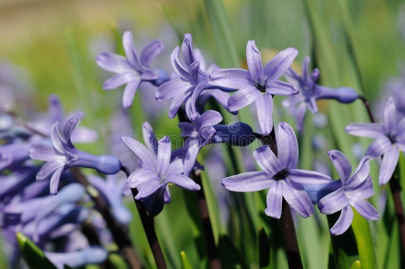 Early Spring Blue Flowers in the Meadow Stock Image - Image of green ...