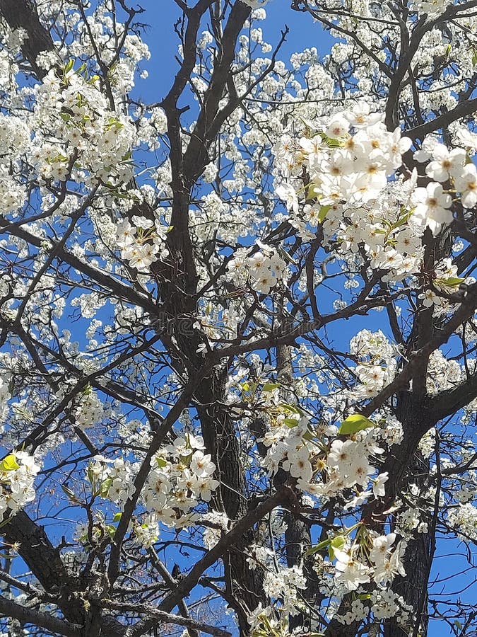 Early Spring Bradford Pear Tree Stock Photo - Image of flower, branch ...
