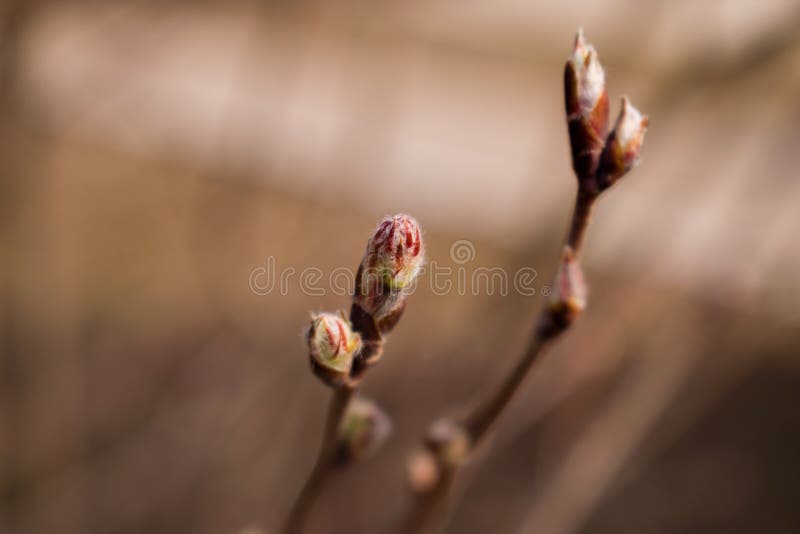 Early Spring. on the Branches the First Green Leaves of Red Color Begin ...