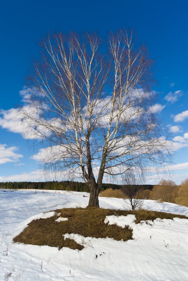 Early spring stock photo. Image of meadow, landscape - 35999264