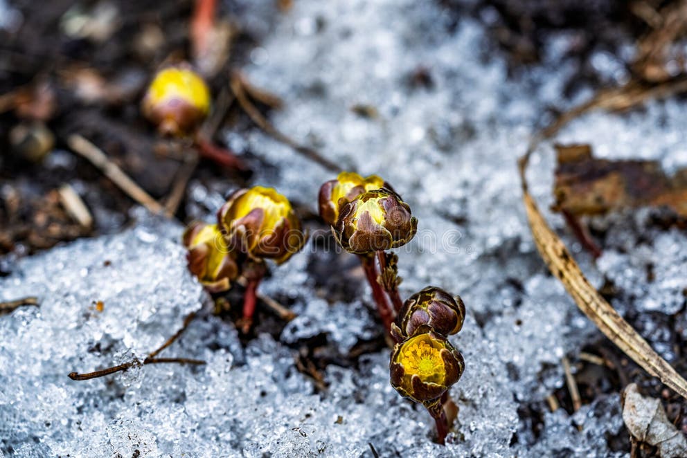 Early Spring Budding Ice Flower Stock Image - Image of side, frosted ...