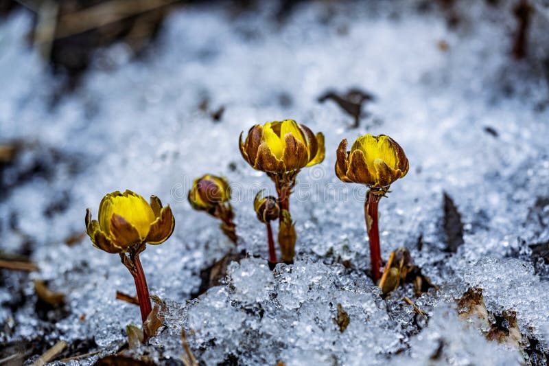 Early Spring Budding Ice Flower Stock Image - Image of nature, frozen ...