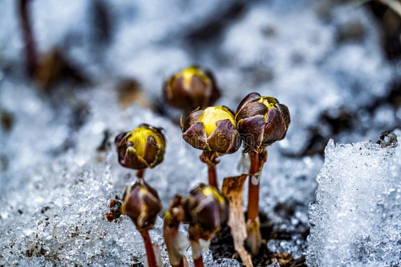 Early Spring Budding Ice Flower Stock Photo - Image of snow, blossom ...