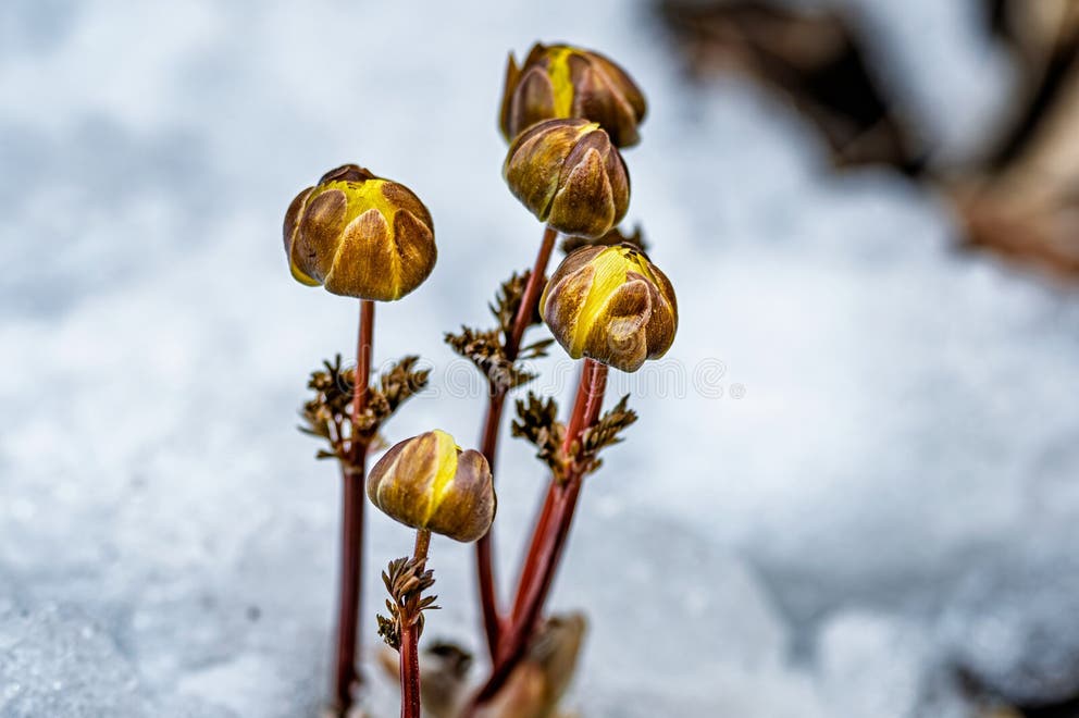 Early Spring Budding Ice Flower Stock Image - Image of snow, flower ...