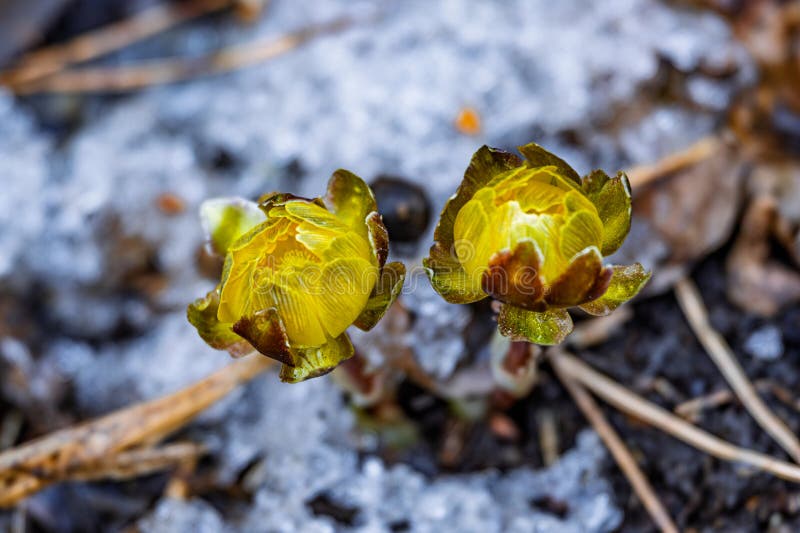 Early Spring Budding Ice Flower Stock Image - Image of season, frosted ...