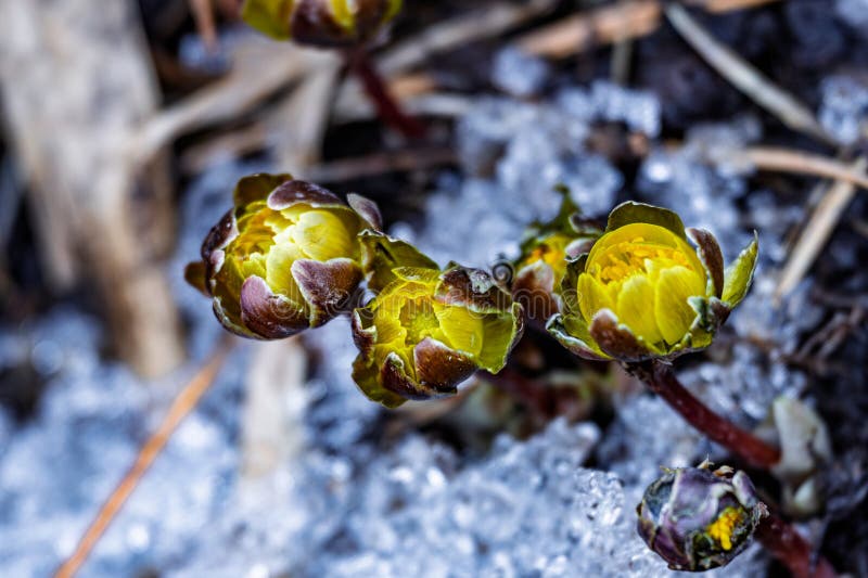 Early Spring Budding Ice Flower Stock Photo - Image of early, frozen ...