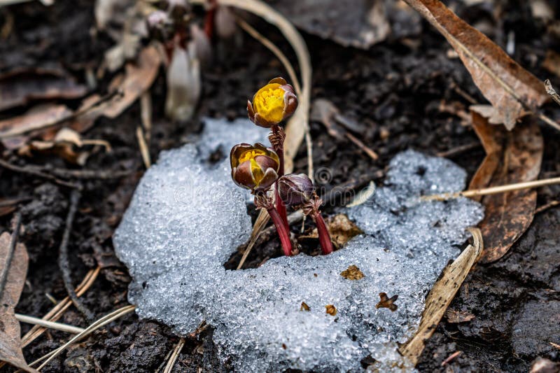 Early Spring Budding Ice Flower Stock Image - Image of flower, crystal ...