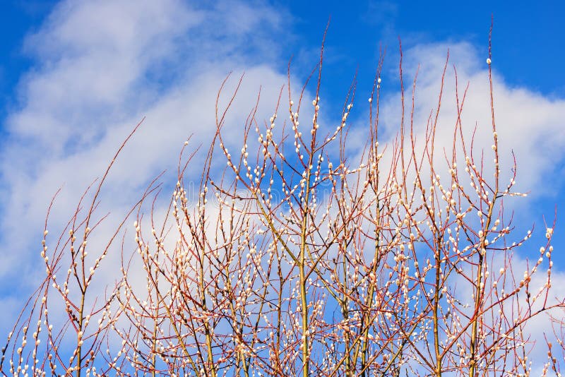 Early Spring with Budding Willows Stock Image - Image of catkin ...
