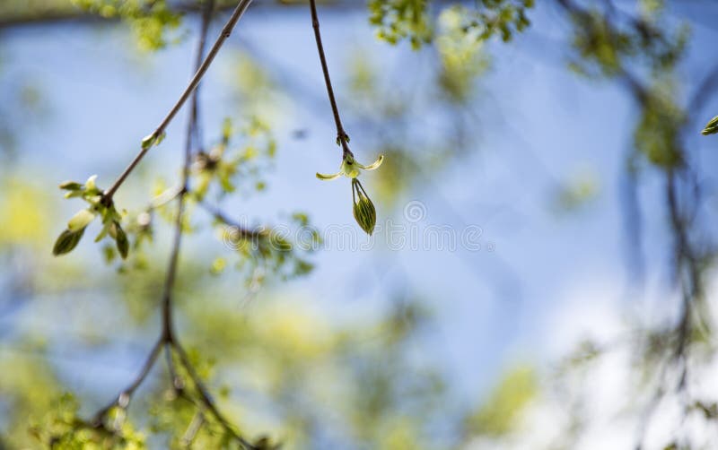 Budding Tree Branches in the Spring Stock Image - Image of growth ...
