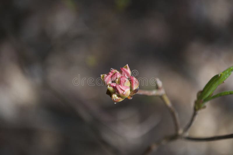 Early Spring Buds stock photo. Image of pink, early - 100357032