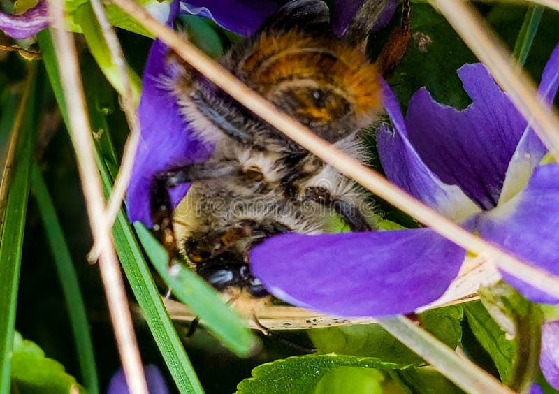 In Early Spring, the Bumblebee Collects Pollen from Wildflowers Stock ...