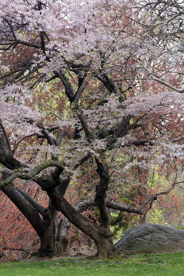 Early Spring in Central Park Stock Photo - Image of pink, cherry: 5034818