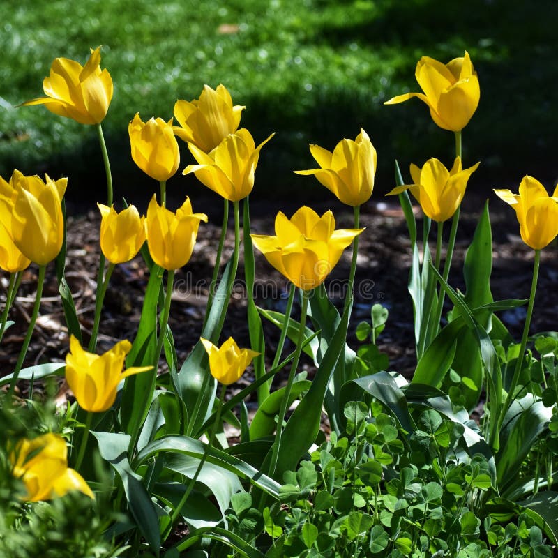 Early spring color stock photo. Image of nature, spring - 313593872