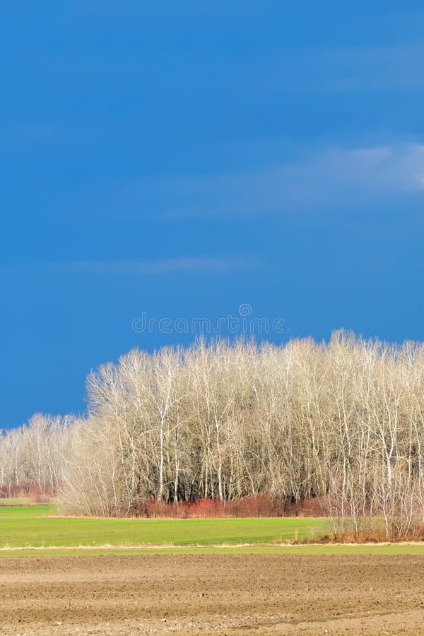 Early Spring Countryside Landscape, Early Spring Sunny Day in a Field ...