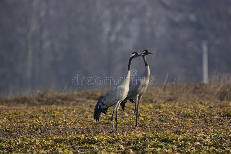 Cranes on the field stock photo. Image of bird, crane - 113071516