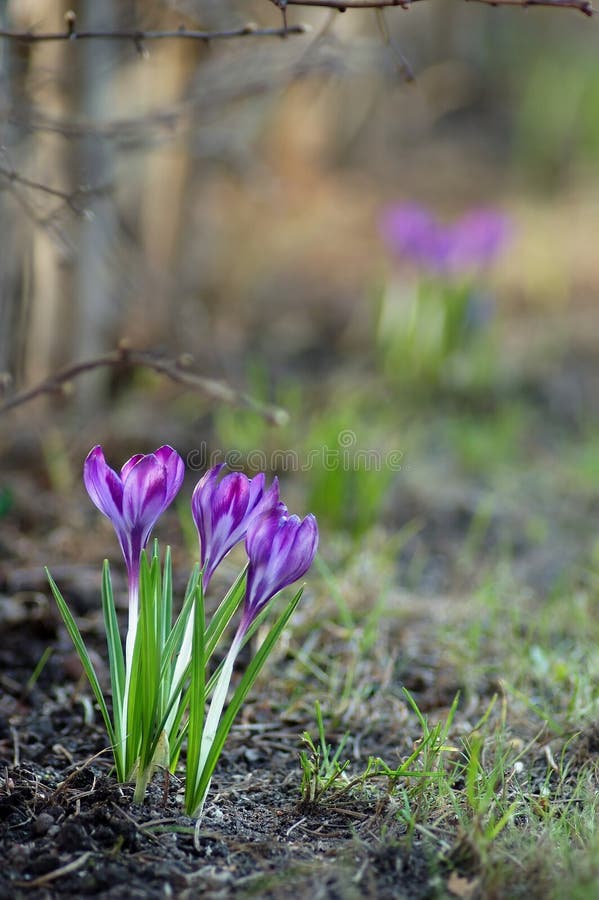 Early Spring Crocus Flowers Stock Image - Image of crocus, fresh: 13382523