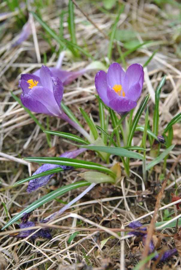 Early Spring Crocus Flowers Stock Photo - Image of card, growing: 78737140