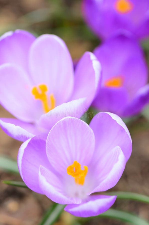 Early Spring Crocus in the Garden Stock Image - Image of defocused ...