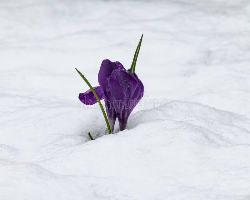Early Spring Crocus Plant in Fresh Snow Stock Image - Image of flower ...