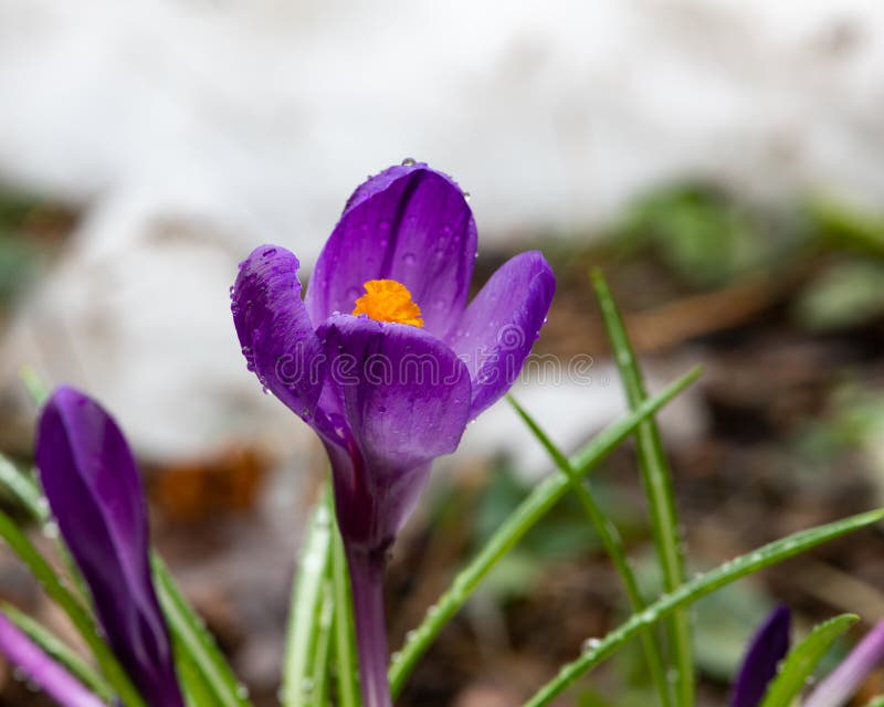 Early Spring Crocus in the Rain Stock Photo - Image of garden, leaves ...