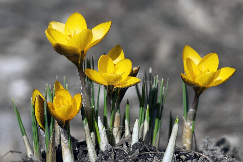 Early Spring Crocuses - Yellow Stock Photo - Image of spring, blooms ...