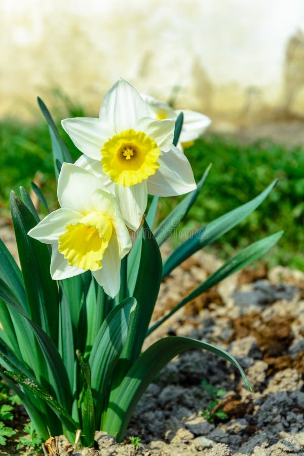 Early Spring Daffodil Flower, Attractive Decorative Plant Stock Photo ...