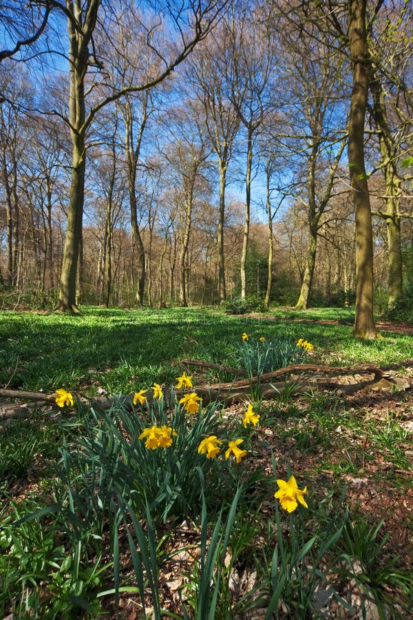 Springtime stock image. Image of nature, garden, springtime - 9001921